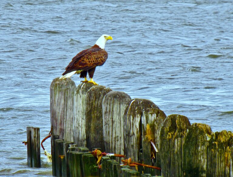 East Point Lighthouse | Cumberland County, New Jersey